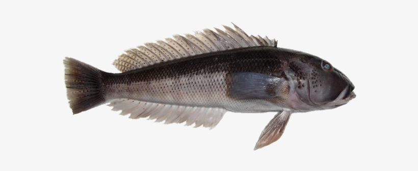 Blue Cod - Fish Nz Blue Cod PNG Image | Transparent PNG Free Download ...