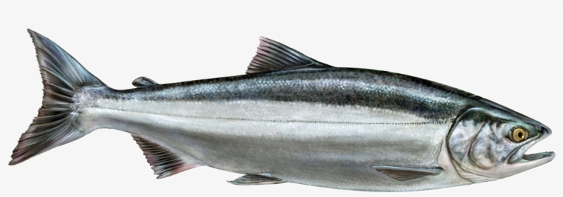 Wild Salmon Png Banner Freeuse - Provisions Wild Sockeye Salmon Lemon ...