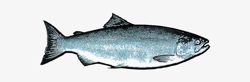 Chang Internation Seafoods - Salmon Fish PNG Image | Transparent PNG ...
