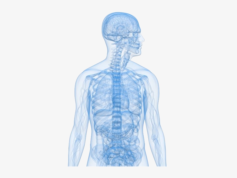 Download Png Human Body Clip Art - Blue Anatomy Transparent ...