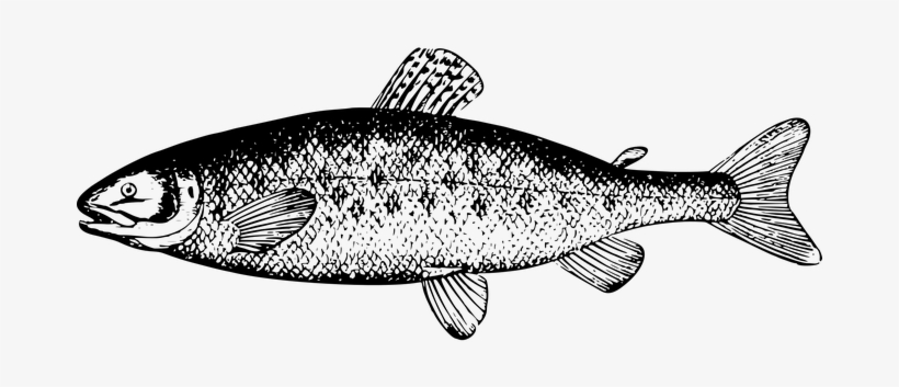 Fish In River Clipart