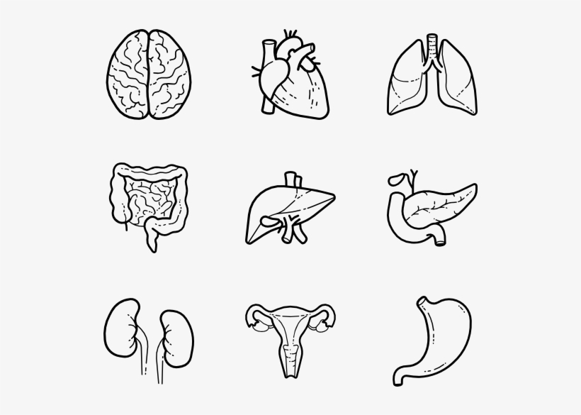 Download Human Anatomy - Human Body Parts Icon | Transparent PNG ...