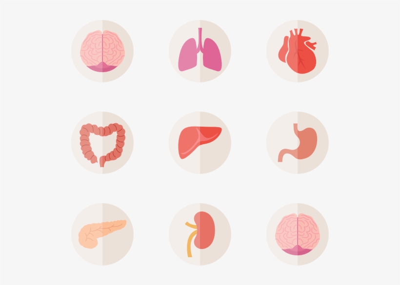 Human Body - Organs Icon Png PNG Image | Transparent PNG Free Download ...