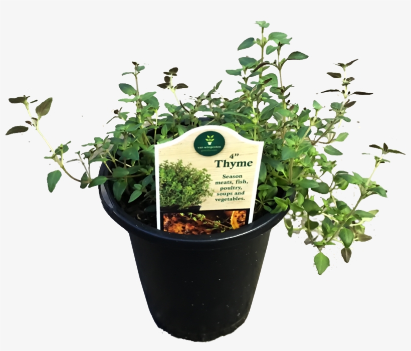 Thyme Png PNG Image | Transparent PNG Free Download on SeekPNG