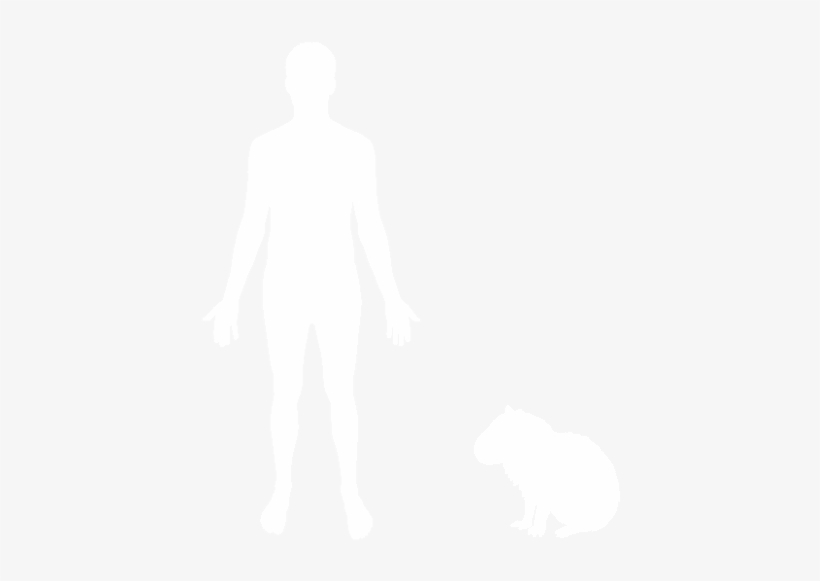 Human Vector Png PNG Image | Transparent PNG Free Download on SeekPNG