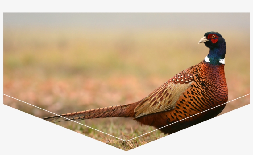 Pheasant Png PNG Image | Transparent PNG Free Download on SeekPNG