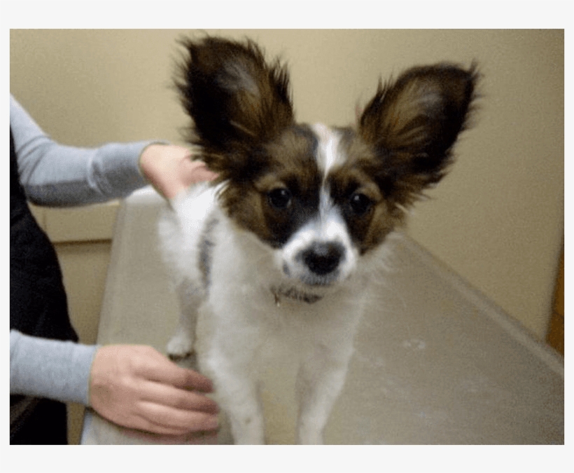 Papillon With Ears Up PNG Image | Transparent PNG Free Download on SeekPNG