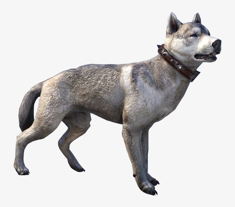 Download Chien Eso | Transparent PNG Download | SeekPNG