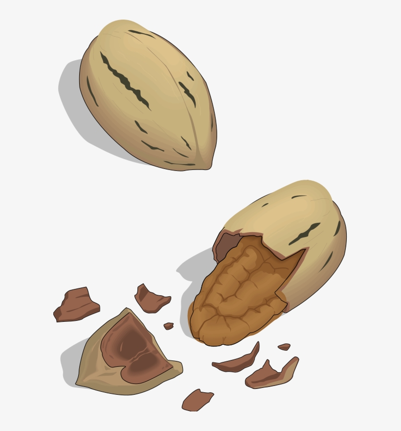 Nut - Pili Nut Clip Art PNG Image | Transparent PNG Free Download on ...