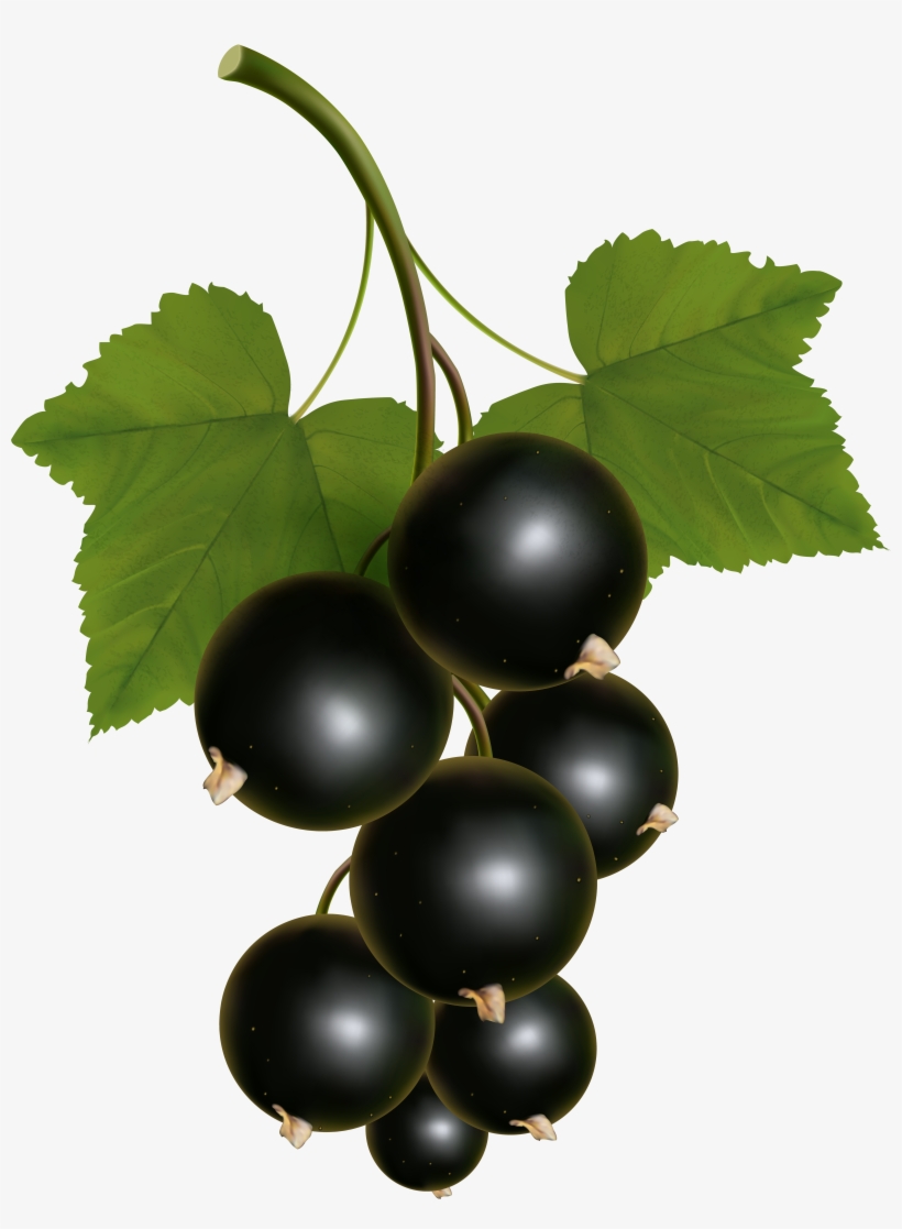 Black Currant Transparent Png Clip Art Image PNG Image | Transparent ...
