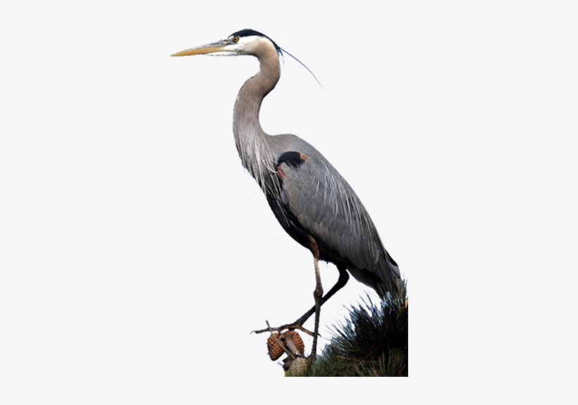 Heron Bird Clipart Free
