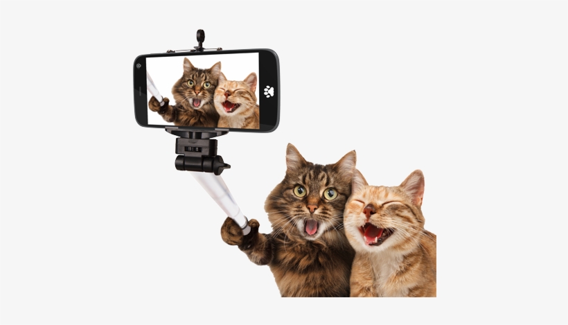 Cat Using A Smartphone PNG Image | Transparent PNG Free Download on SeekPNG