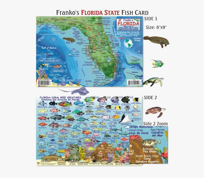 Florida State Png PNG Image | Transparent PNG Free Download on SeekPNG