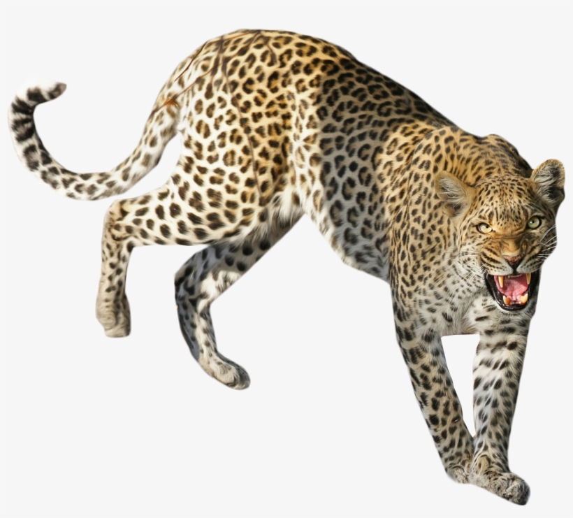 Leopard Standing PNG Image | Transparent PNG Free Download on SeekPNG