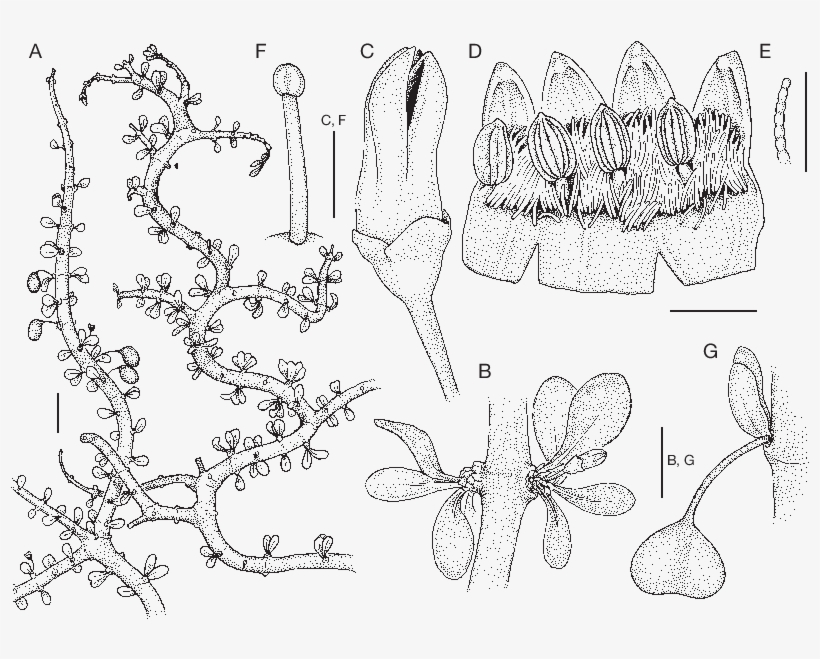 Pyrostria Serpentina Lantz, Klack PNG Image | Transparent PNG Free ...