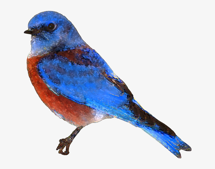 Bluebird PNG Image | Transparent PNG Free Download on SeekPNG