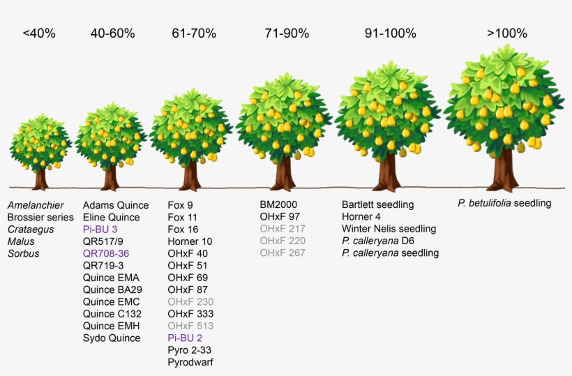 The Graphic Above Illustrates The Overall Influence - Tree PNG Image ...