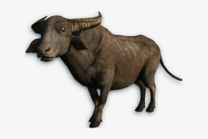 Water Buffalo Png Transparent Picture - Buffalo Png PNG Image ...