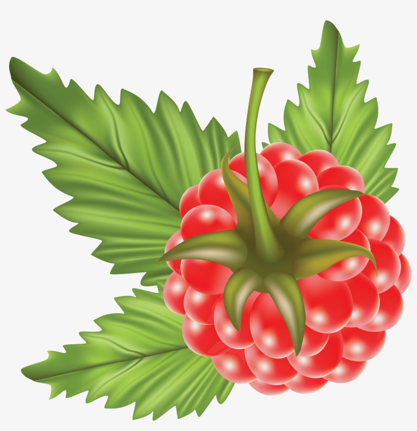 Rraspberry Png Image Png Image - Raspberry Vector Png PNG Image ...