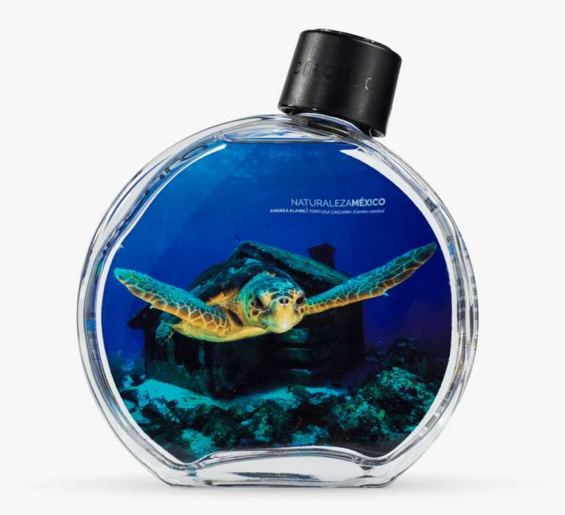 Download Tortuga Caguama | Transparent PNG Download | SeekPNG