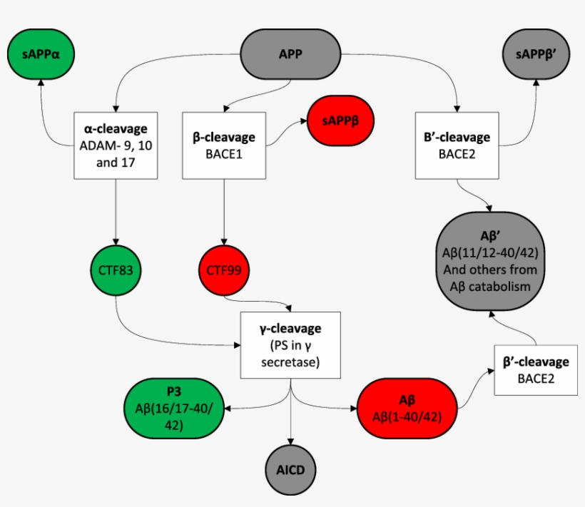 Sequential Α And Γ Cleavages Of The Α Pathway, Red PNG Image ...