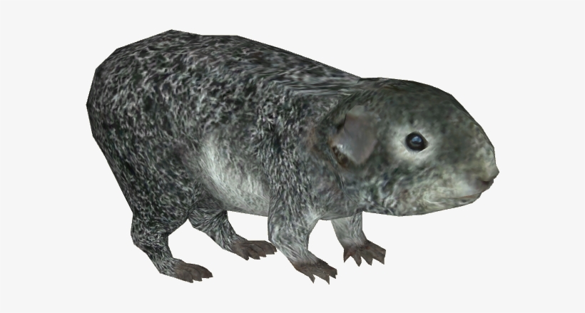 Guinea Pig 7 PNG Image | Transparent PNG Free Download on SeekPNG