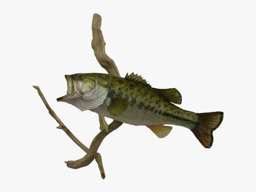 Largemouth Bass Mount PNG Image | Transparent PNG Free Download on SeekPNG