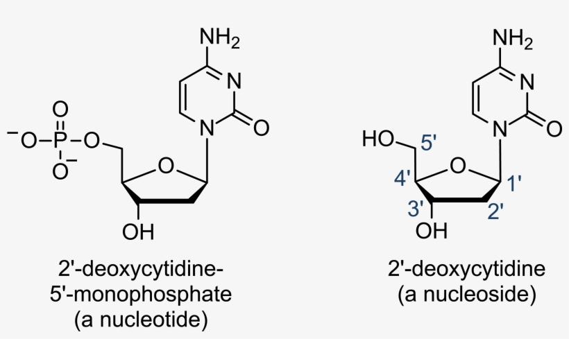 Structures Of A Deoxynucleoside And A Deoxynucleotide PNG Image ...