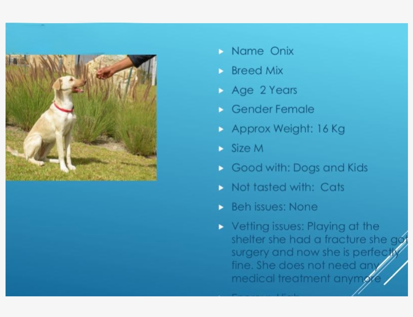 Onix Png PNG Image | Transparent PNG Free Download on SeekPNG