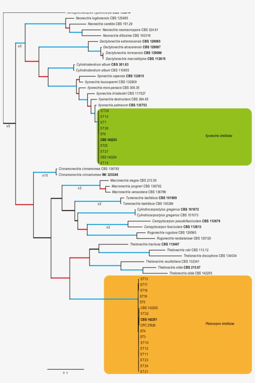 The Ml Consensus Tree Inferred From The Combined Its, PNG Image ...