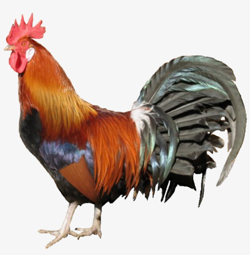 Registered User PNG Image | Transparent PNG Free Download on SeekPNG