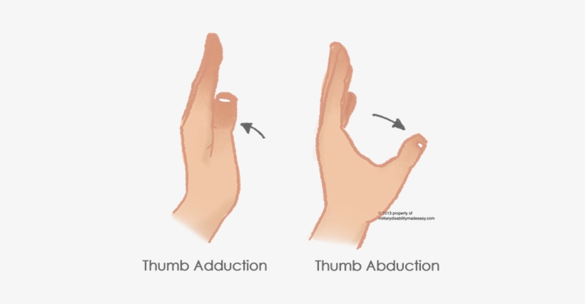 Thumb Adduction And Abduction 4 - Weakness In Thumb Abduction PNG Image ...