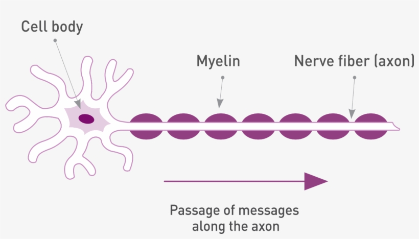 Healthy Nerve PNG Image | Transparent PNG Free Download on SeekPNG