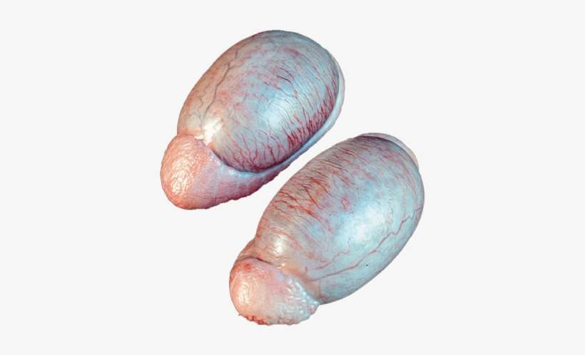 Testicles PNG Image | Transparent PNG Free Download on SeekPNG
