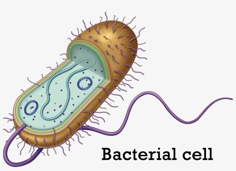 Cells Png PNG Image | Transparent PNG Free Download on SeekPNG