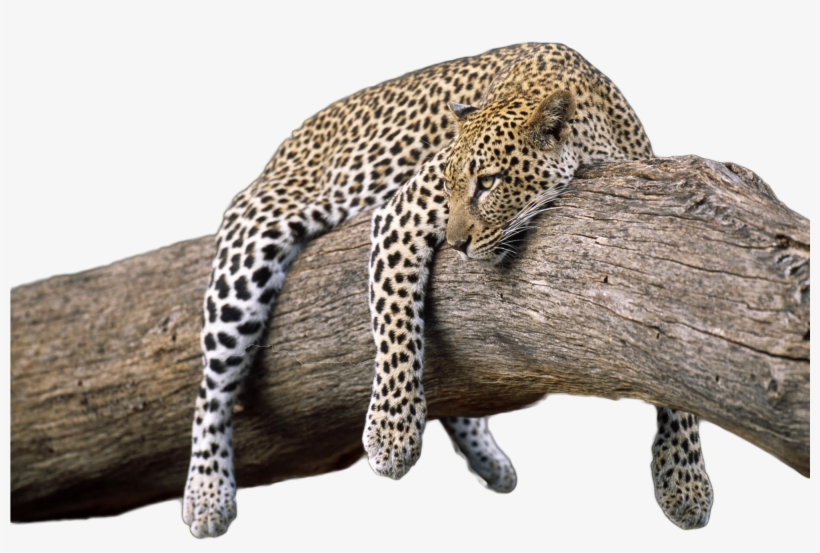 Leopard Transparent Image - Animal Png Full Hd PNG Image | Transparent ...