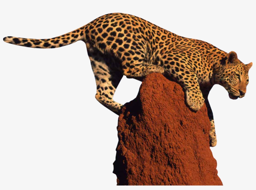 Leopard - Leopard Png PNG Image | Transparent PNG Free Download on SeekPNG