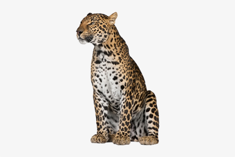 Leopard - Png Leopard PNG Image | Transparent PNG Free Download on SeekPNG