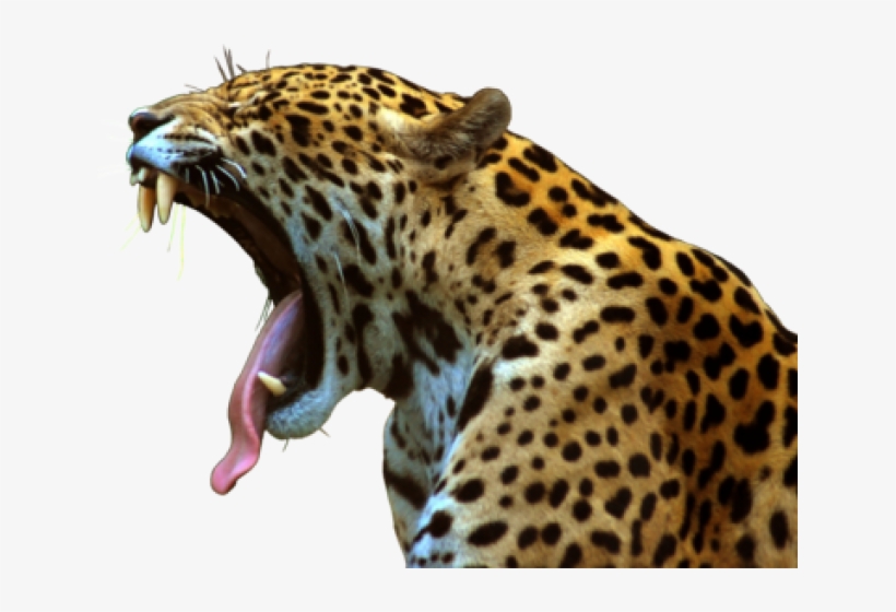 Download Leopard Png Transparent Images - Leopard Yawning Africa Wild ...