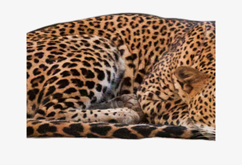 Download Transparent Leopard | Transparent PNG Download | SeekPNG