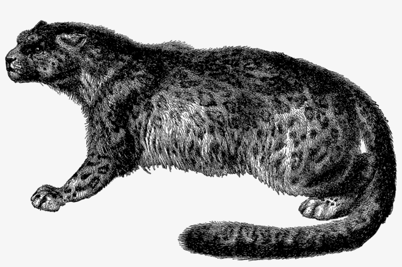 Digital Wild Cat Downloads - Leopard PNG Image | Transparent PNG Free ...