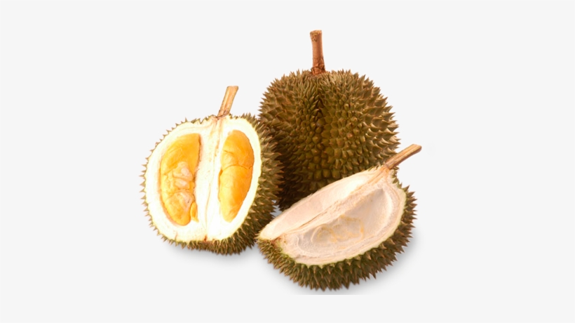 Download D101 - Durian | Transparent PNG Download | SeekPNG