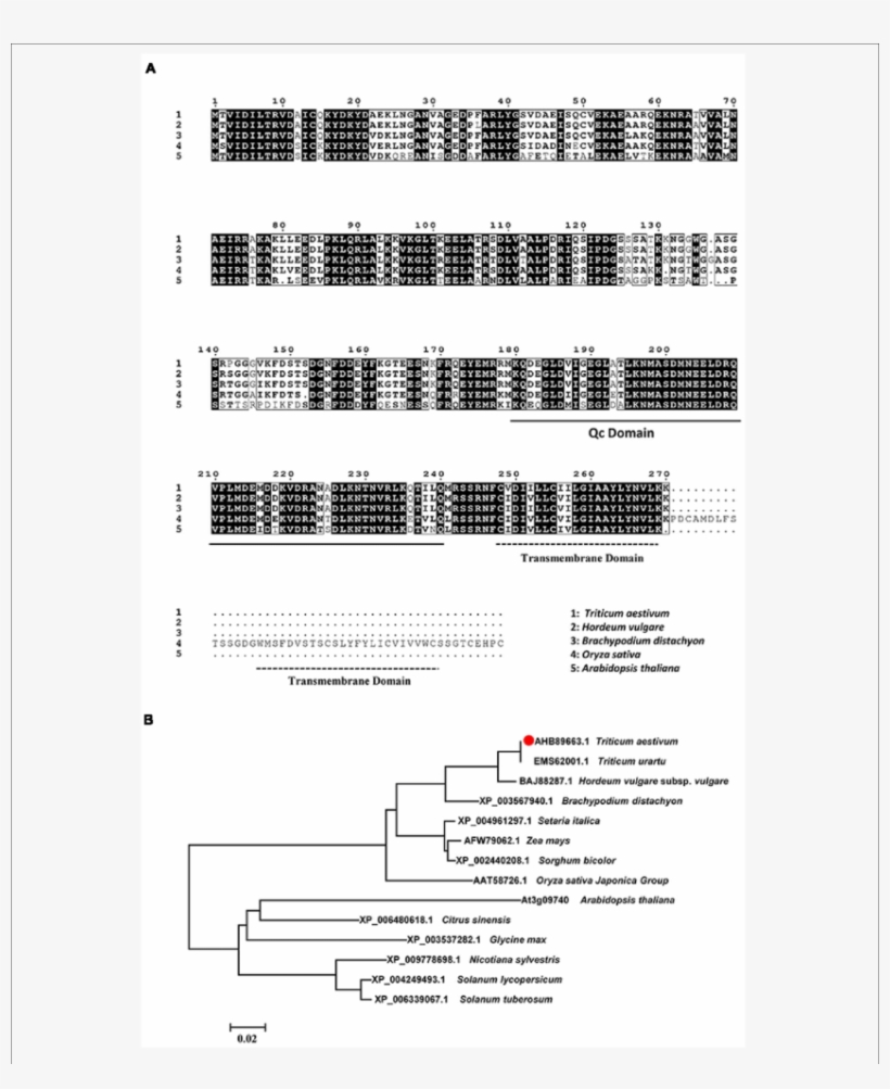 Multiple Sequence Alignment Of Amino Acids PNG Image | Transparent PNG ...