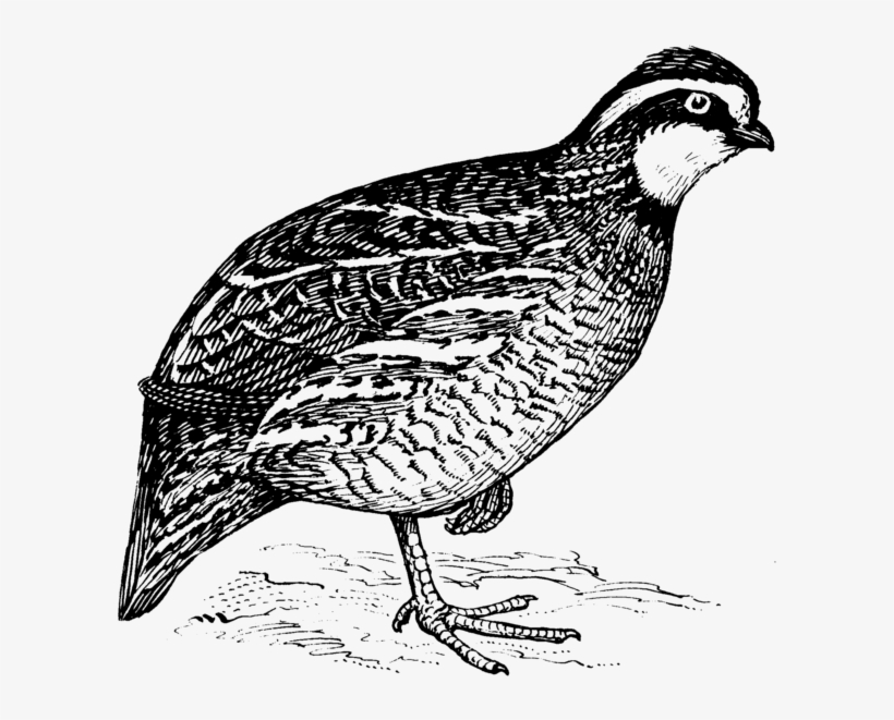 619px-quail PNG Image | Transparent PNG Free Download on SeekPNG