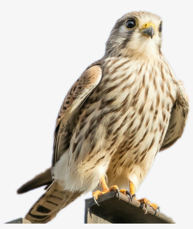 Coopers Hawk Clipart Talon PNG Image | Transparent PNG Free Download on ...