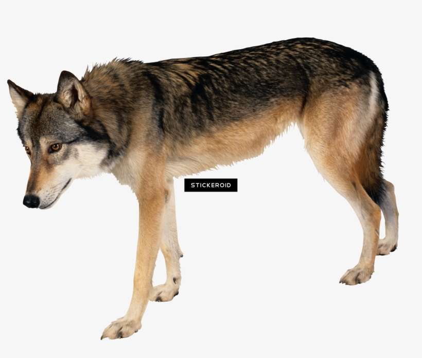Download Wolf | Transparent PNG Download | SeekPNG