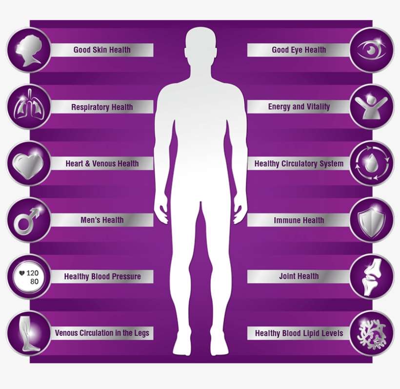 Download Healthy Circulatory System And Blood Pressure | Transparent ...