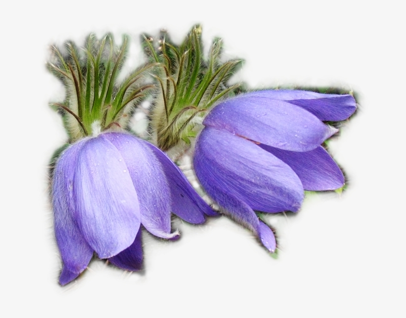 Tubes Fleurs Png PNG Image | Transparent PNG Free Download on SeekPNG