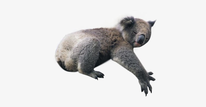 Koala Png PNG Image | Transparent PNG Free Download on SeekPNG