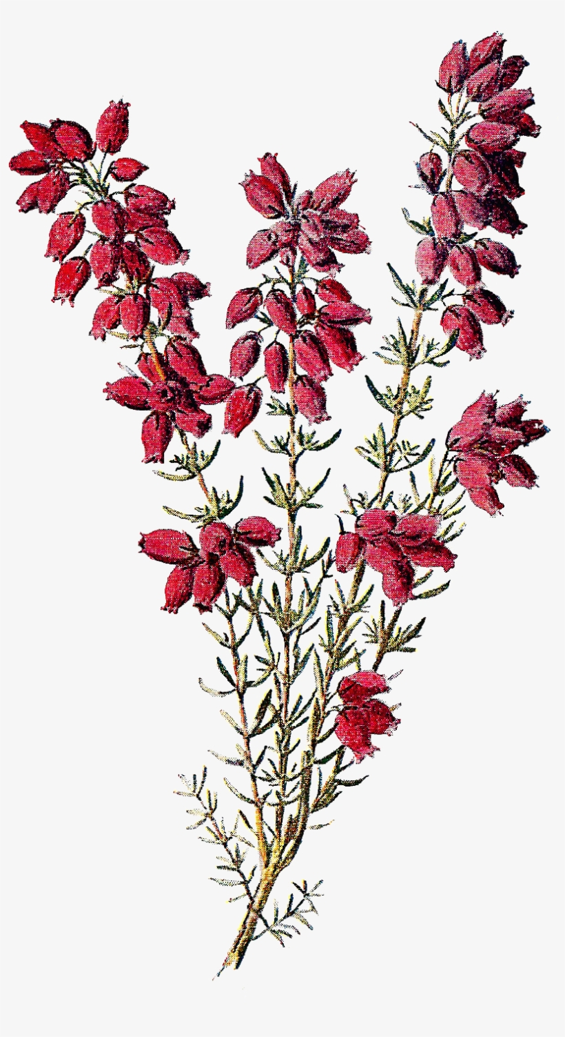Botanical Wildflower Image Heather Flowers Clip Art - Heather Clipart ...